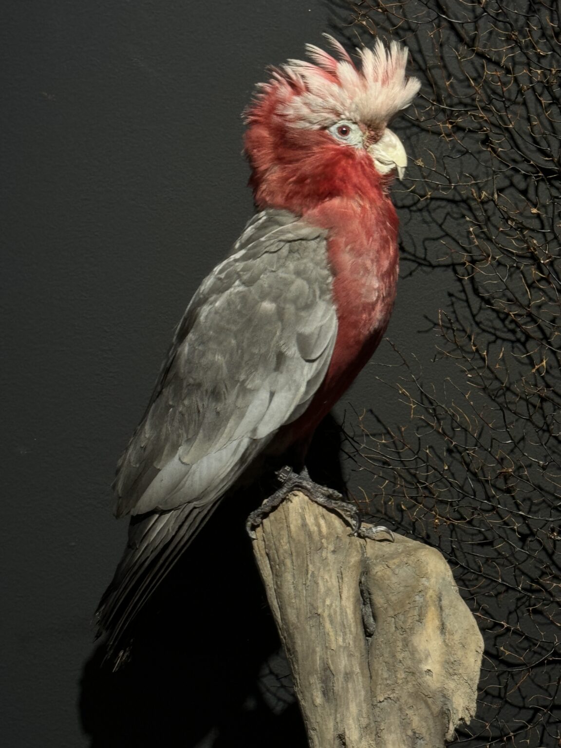 Mounted Pink cockatoo - BEAST Interiors