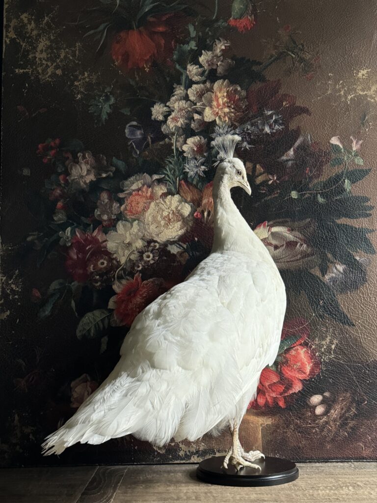 Mounted Pink cockatoo - BEAST Interiors