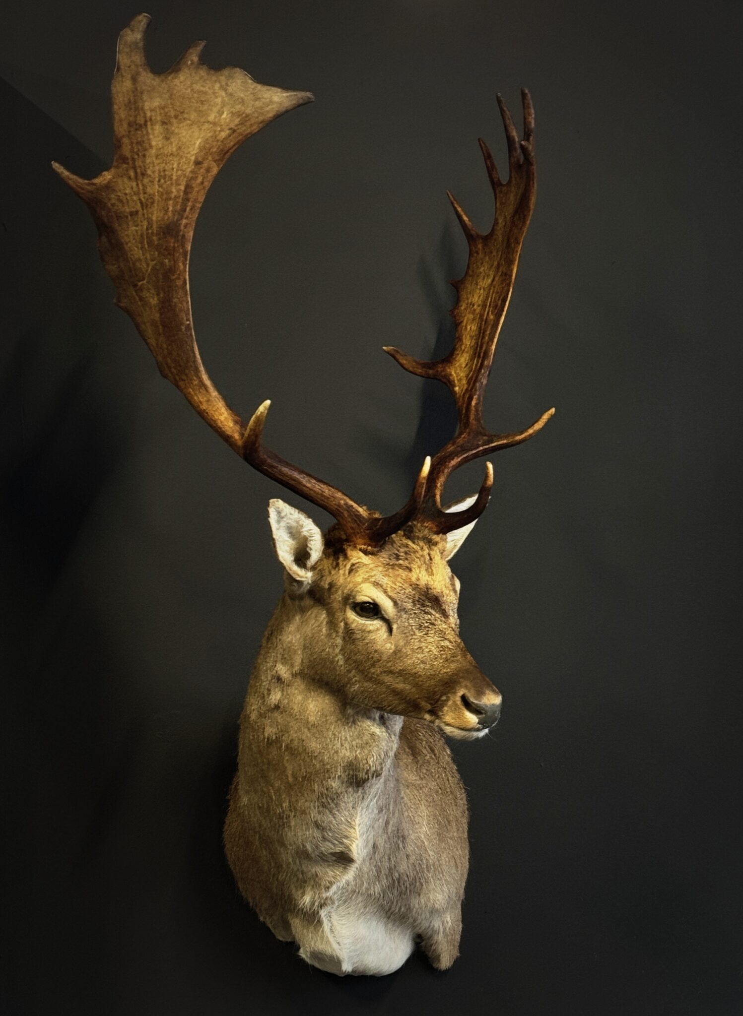 Fallow deer head - BEAST Interiors