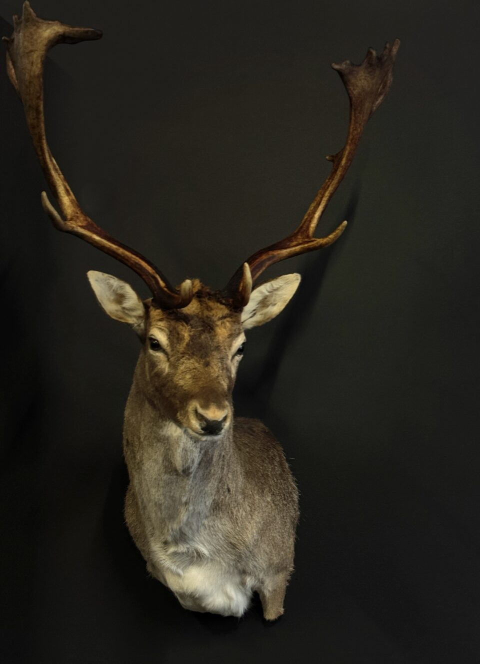 Fallow deer head - BEAST Interiors