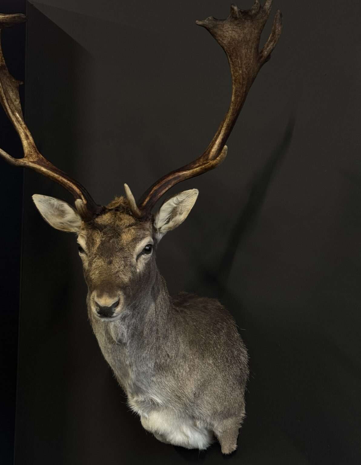 Fallow deer head - BEAST Interiors