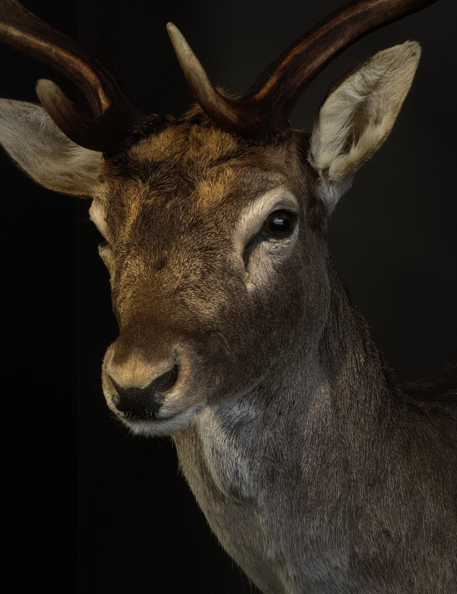 Fallow deer head - BEAST Interiors