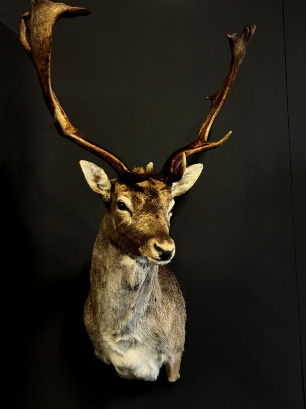 Fallow deer head - BEAST Interiors