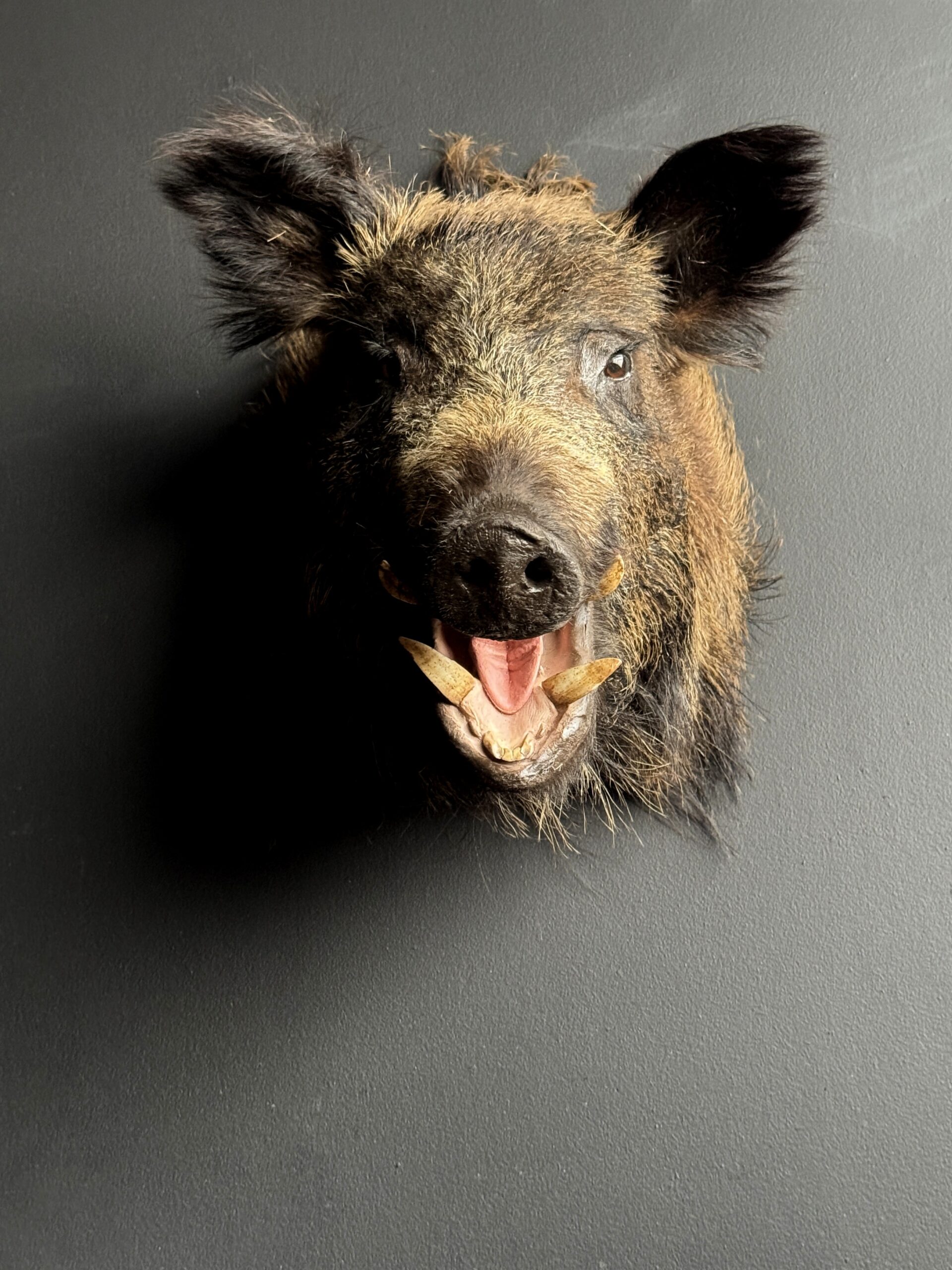 Mounted Boar head - BEAST Interiors