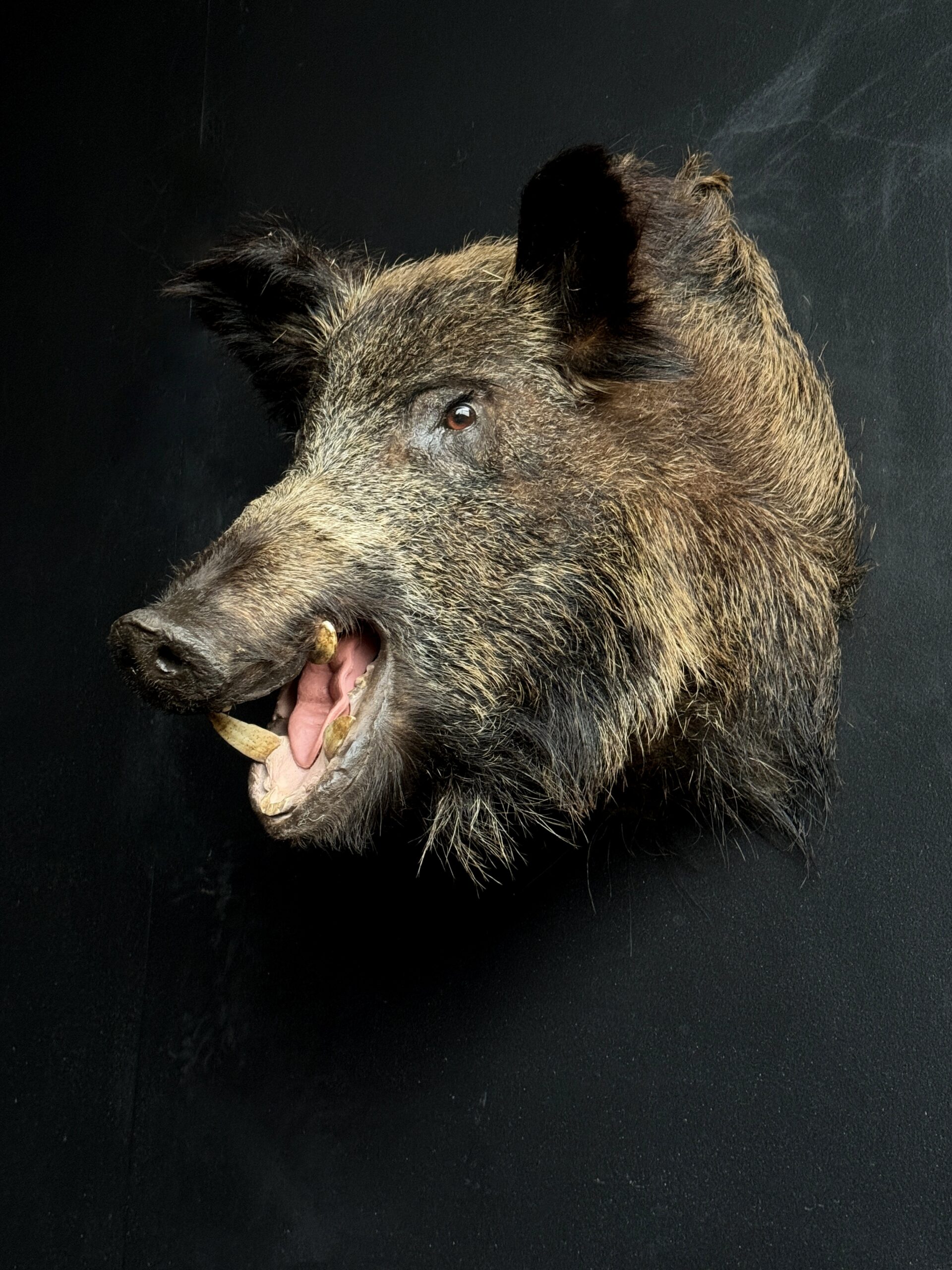 Mounted Boar head - BEAST Interiors