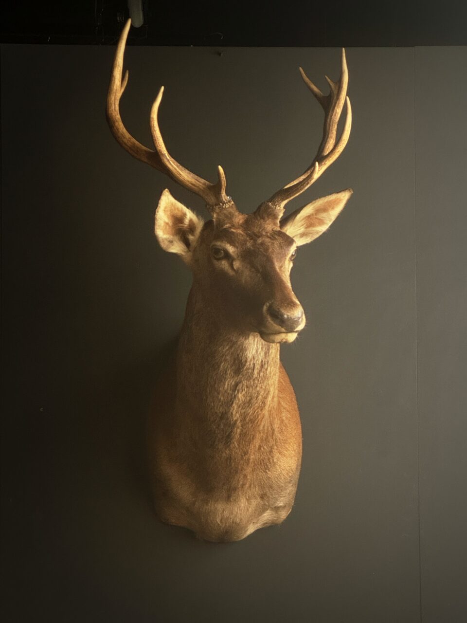 Mounted head of a red stag - BEAST Interiors