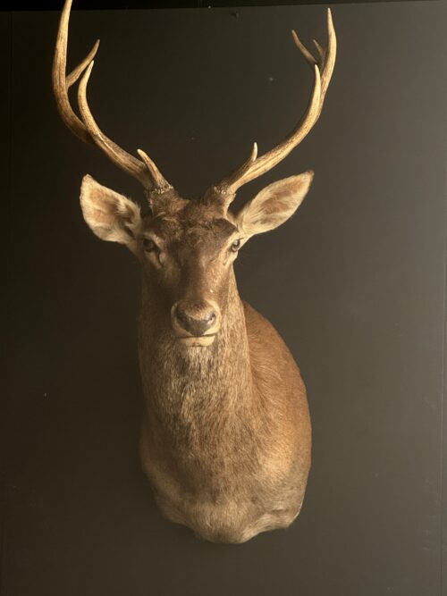 Mounted head of a red stag - BEAST Interiors