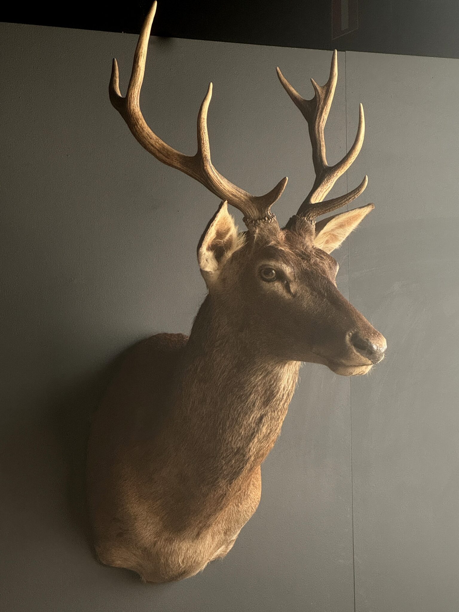 Mounted head of a red stag - BEAST Interiors