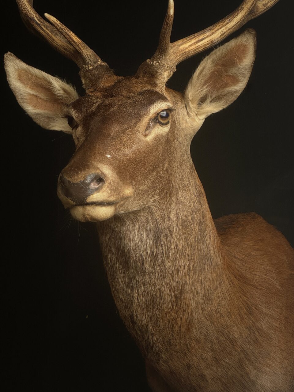 Mounted head of a red stag - BEAST Interiors