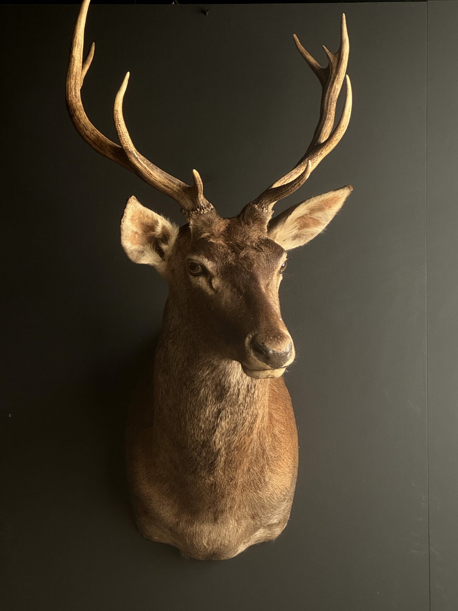 Mounted head of a red stag - BEAST Interiors