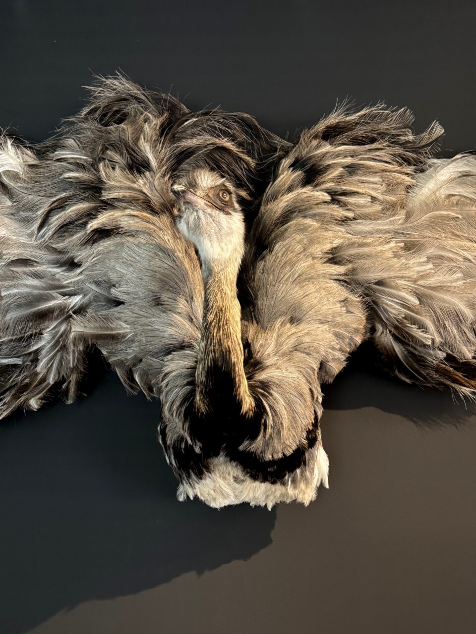 Mounted Nandu - BEAST Interiors