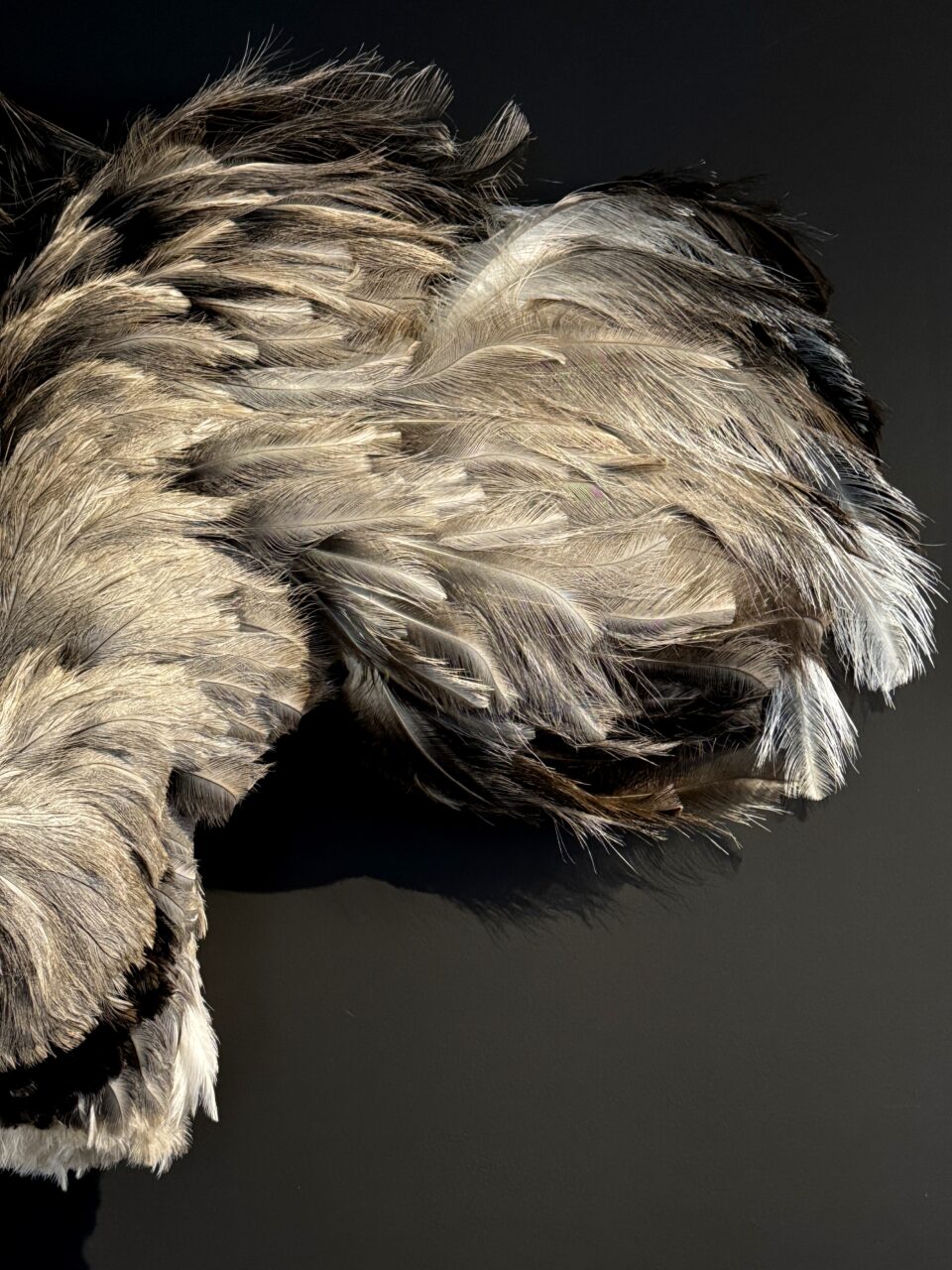 Mounted Nandu - BEAST Interiors