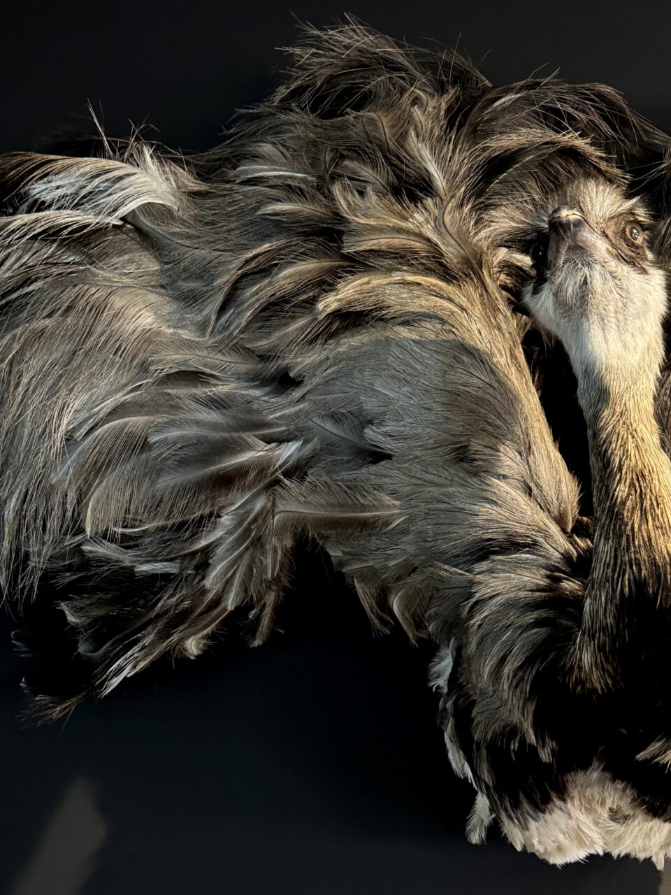 Mounted Nandu - BEAST Interiors