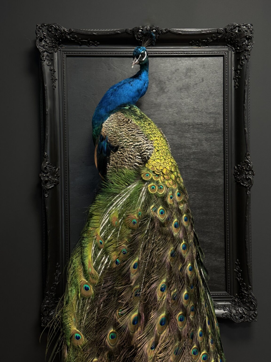 Artwork peacock. - BEAST Interiors