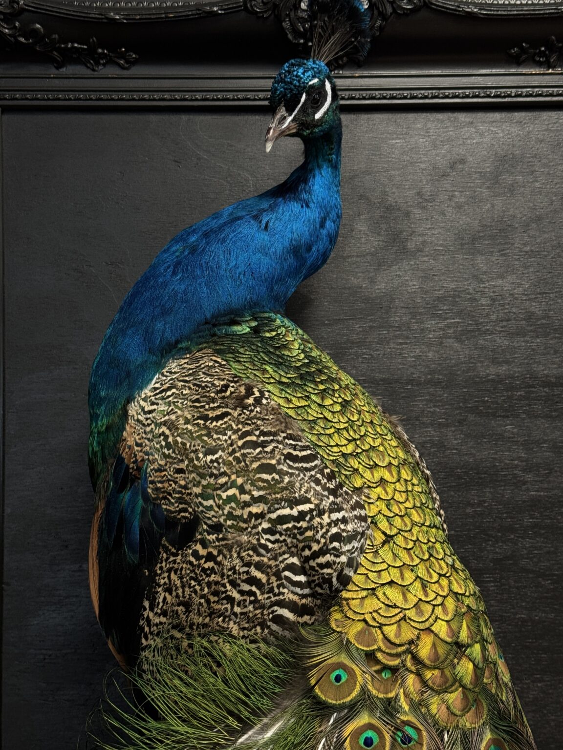 Artwork peacock. - BEAST Interiors