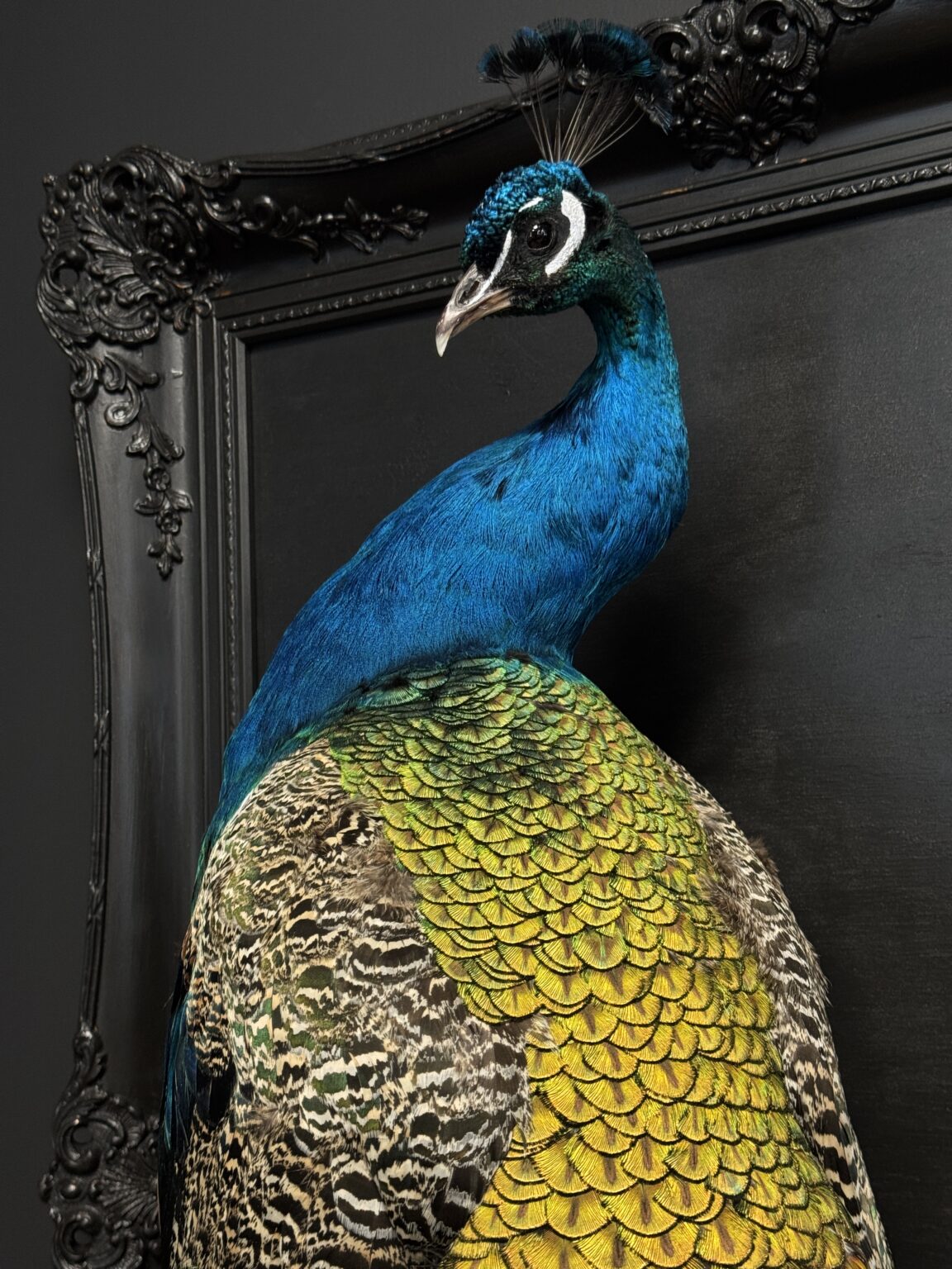 Artwork peacock. - BEAST Interiors