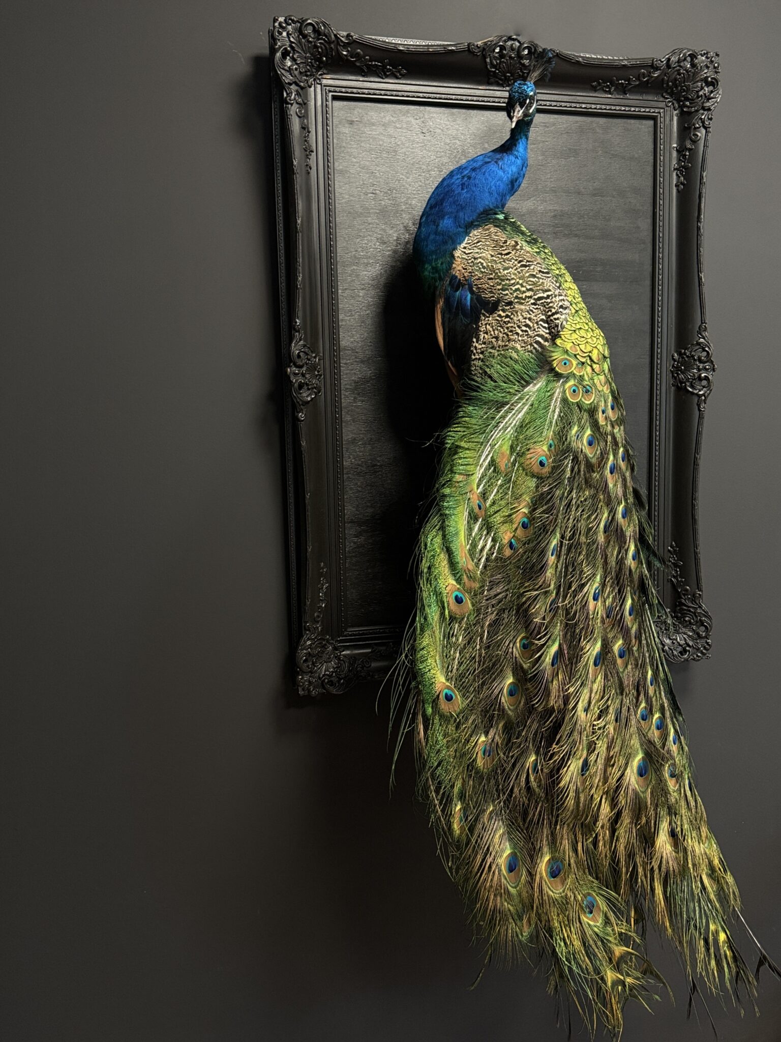 Artwork peacock. - BEAST Interiors
