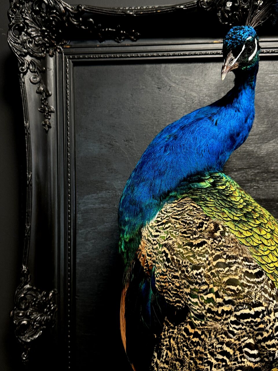 Artwork peacock. - BEAST Interiors