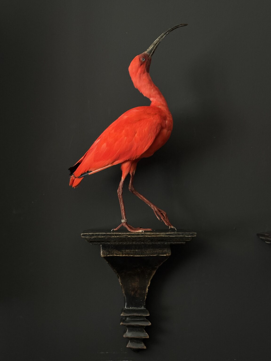 Mounted red ibis - BEAST Interiors