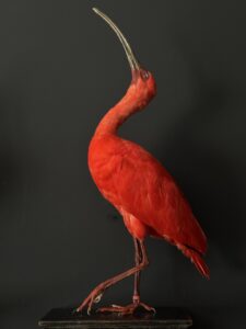 Mounted red ibis - BEAST Interiors