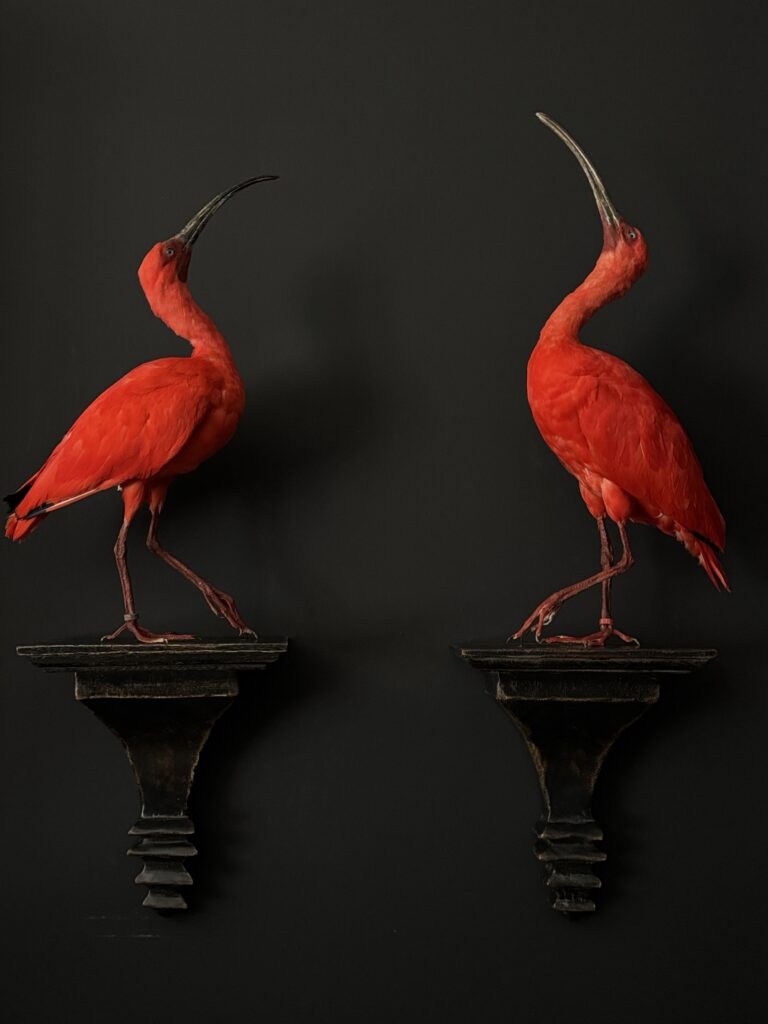 Mounted red ibis - BEAST Interiors