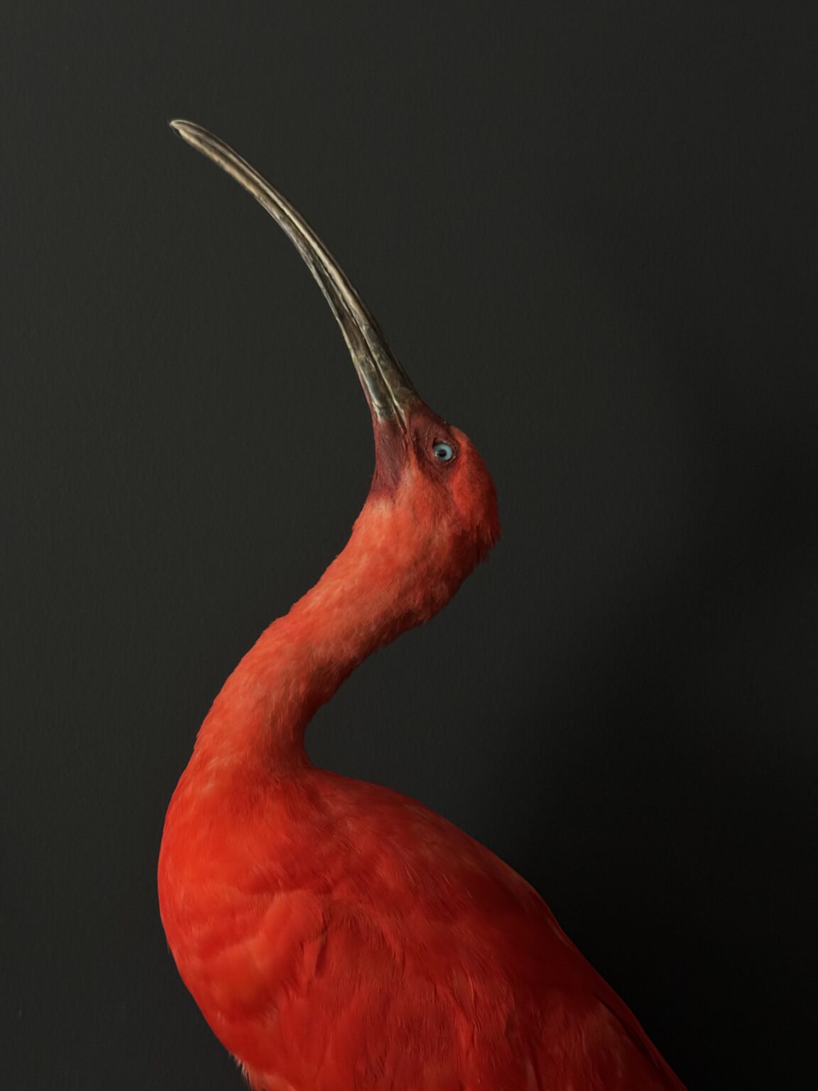 Mounted red ibis - BEAST Interiors