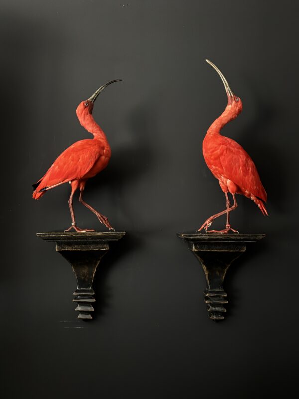 Mounted red ibis - BEAST Interiors
