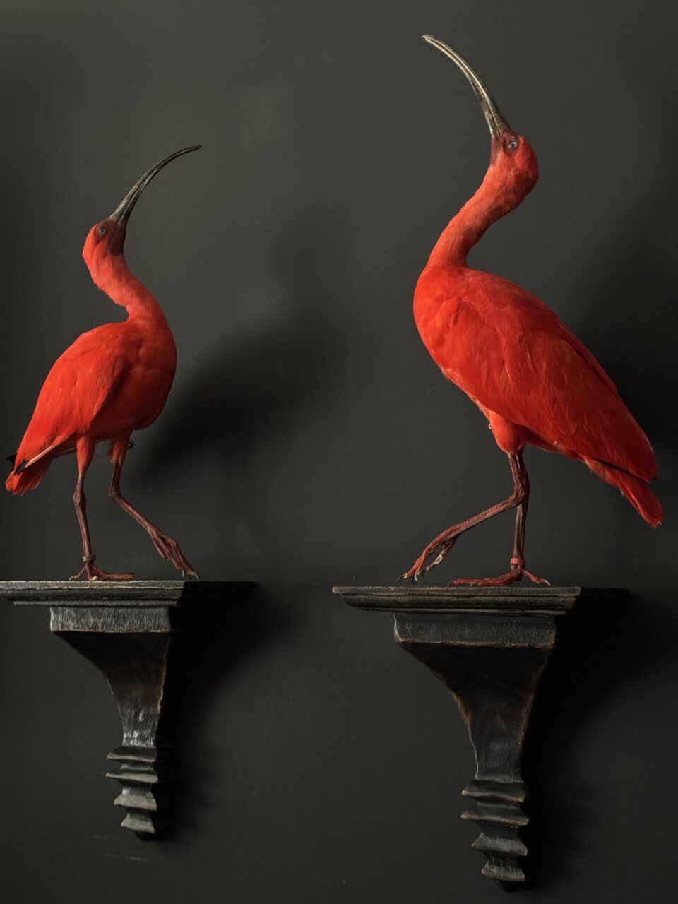 Mounted red ibis - BEAST Interiors