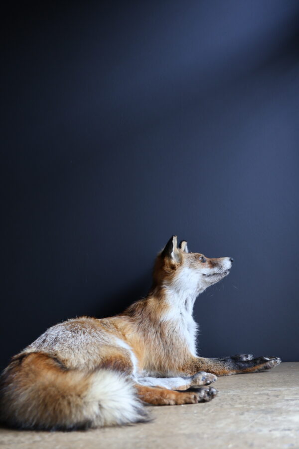 Mounted fox - BEAST Interiors