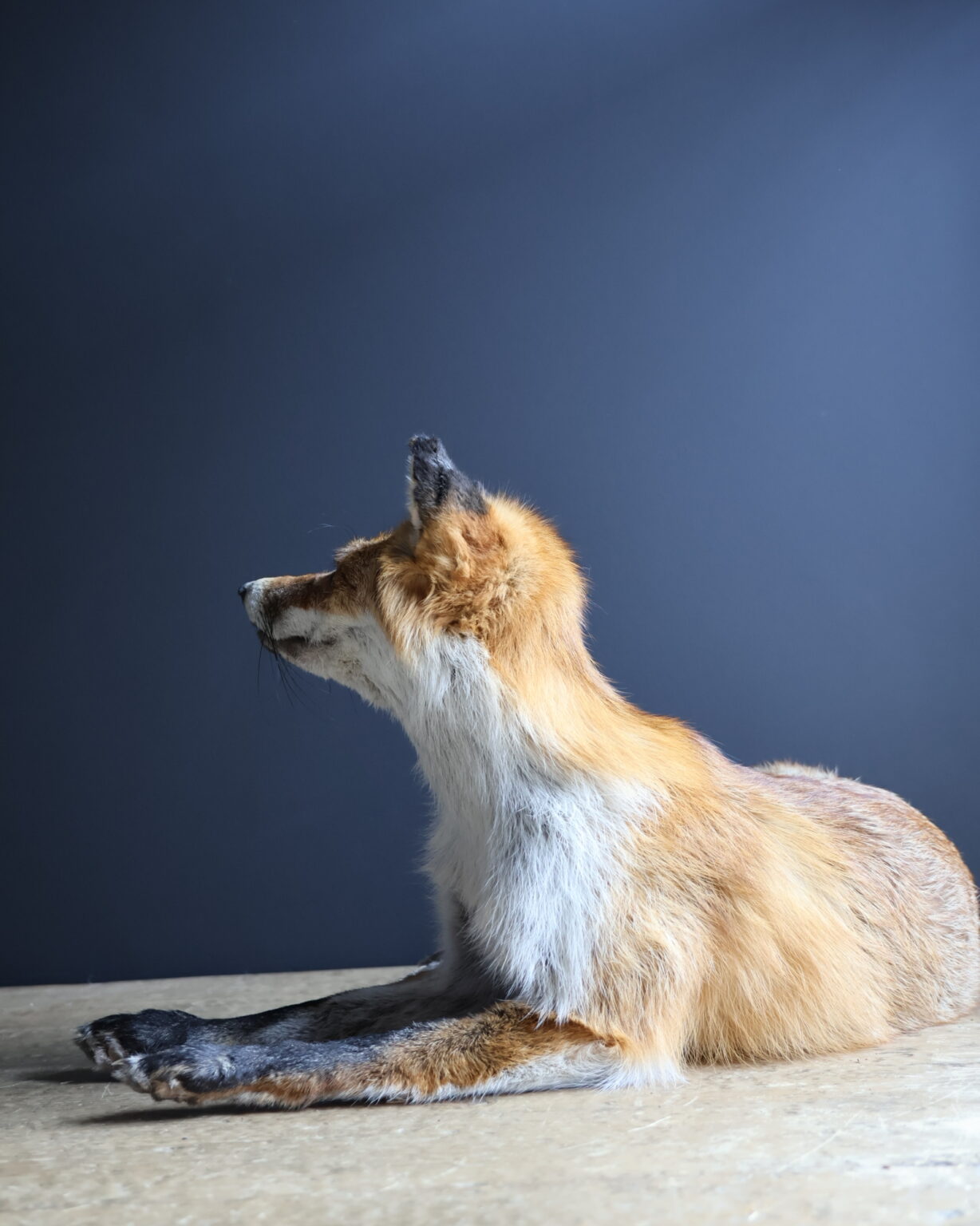 Mounted fox - BEAST Interiors