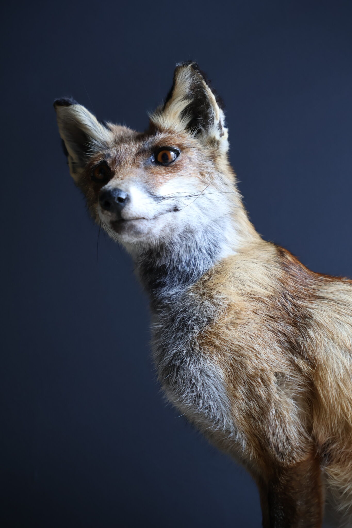 Mounted fox - BEAST Interiors