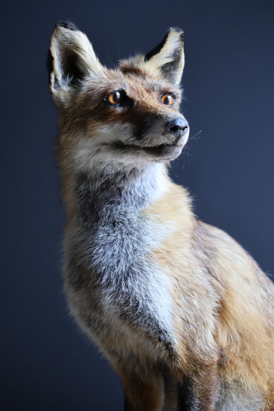 Mounted fox - BEAST Interiors