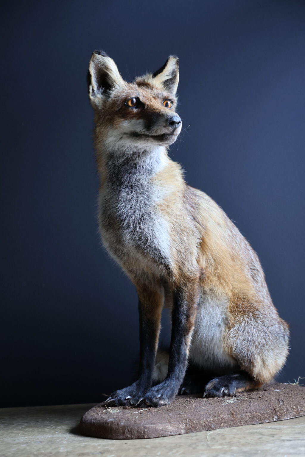 Mounted fox - BEAST Interiors