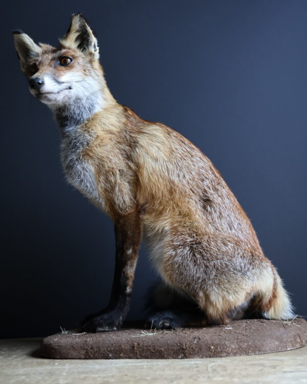 Mounted fox - BEAST Interiors