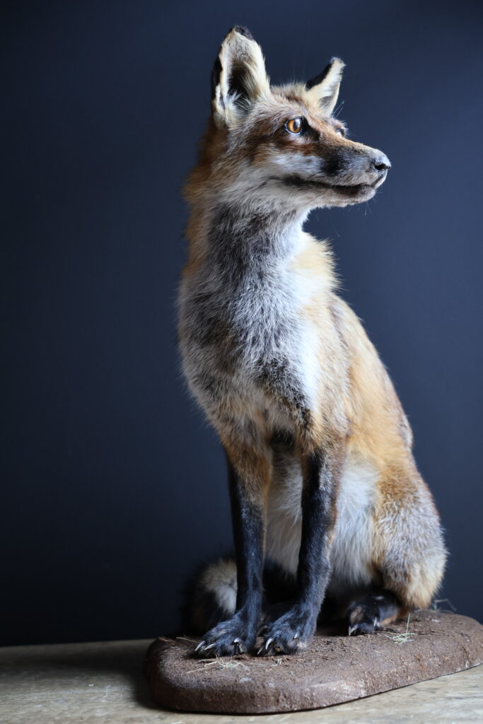 Mounted fox - BEAST Interiors