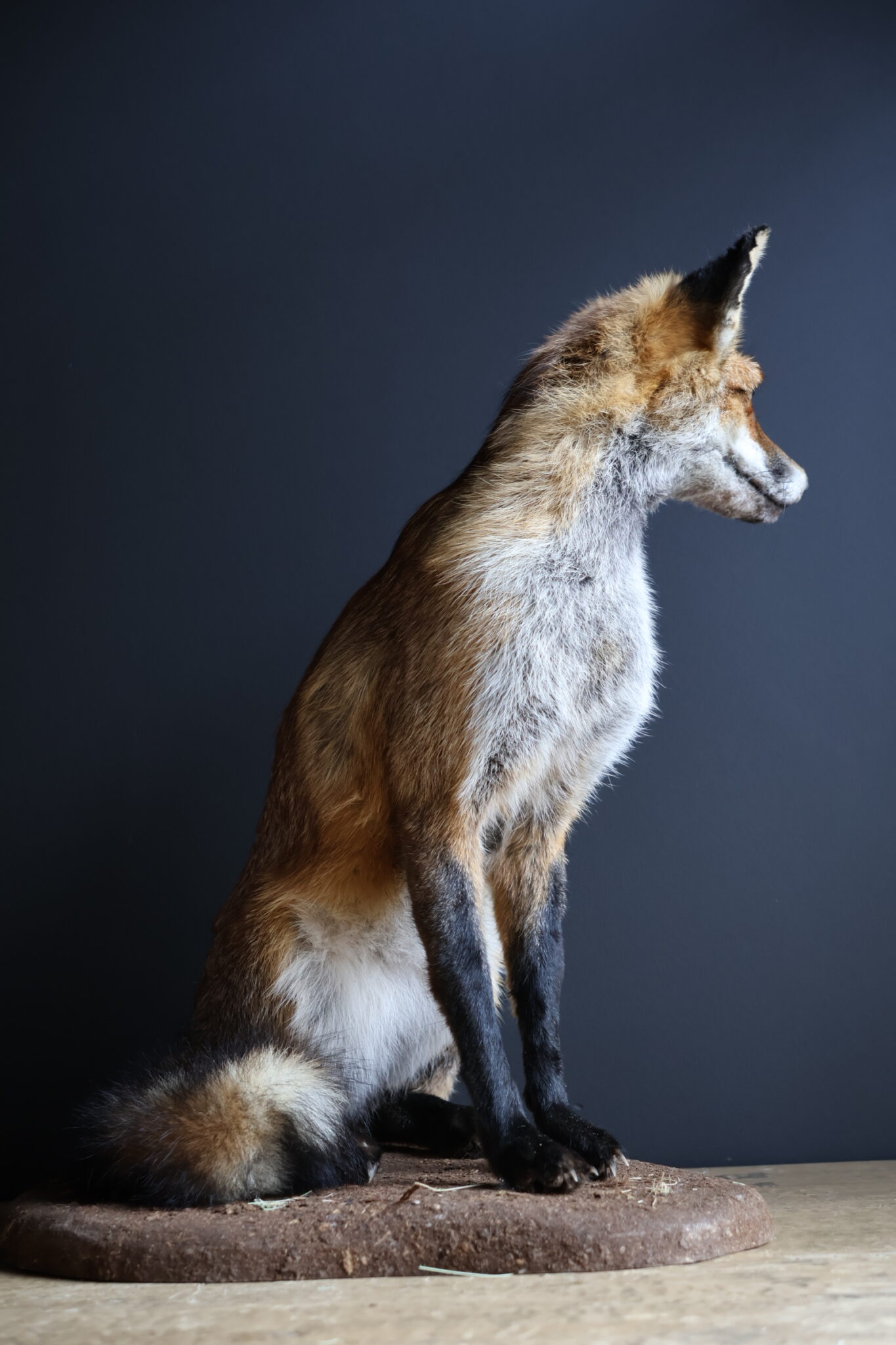 Mounted fox - BEAST Interiors