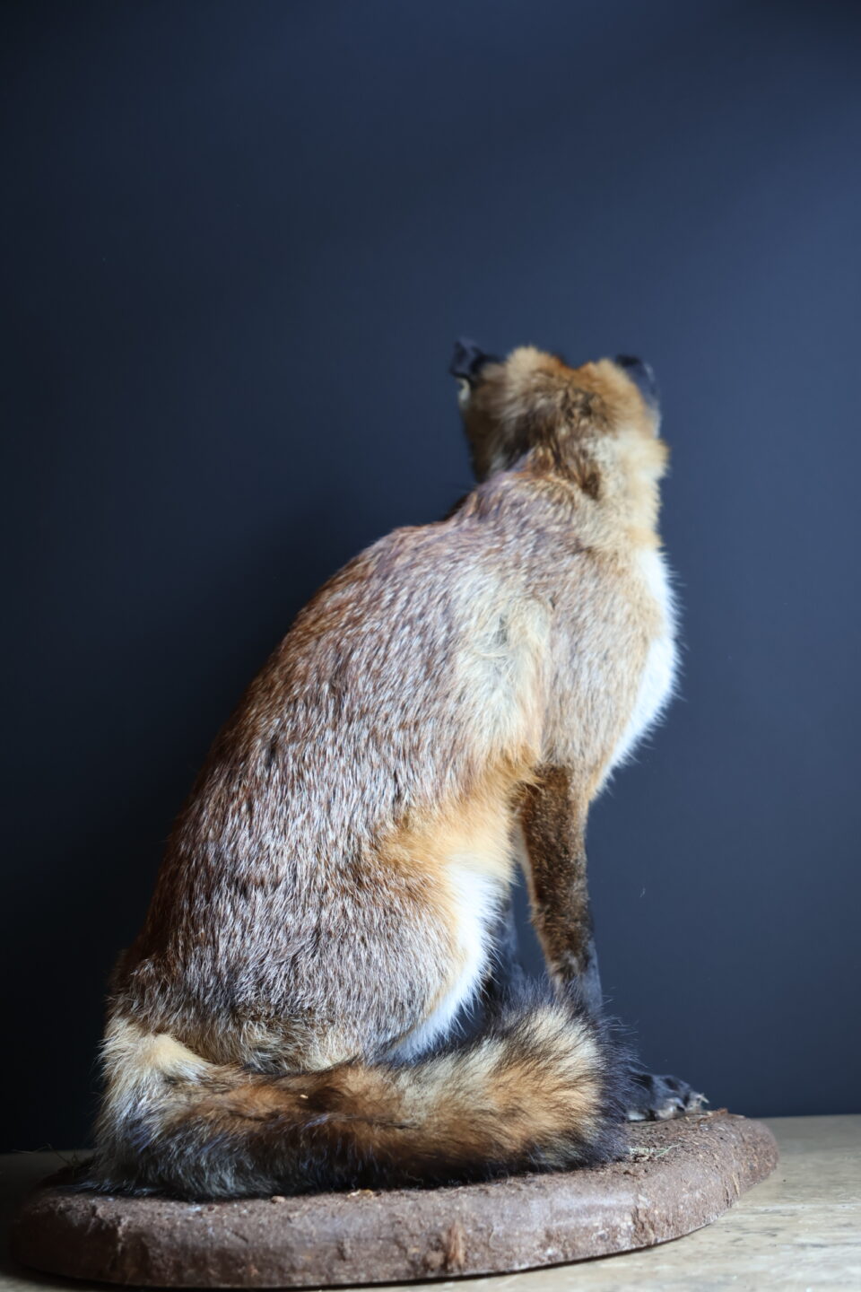 Mounted fox - BEAST Interiors