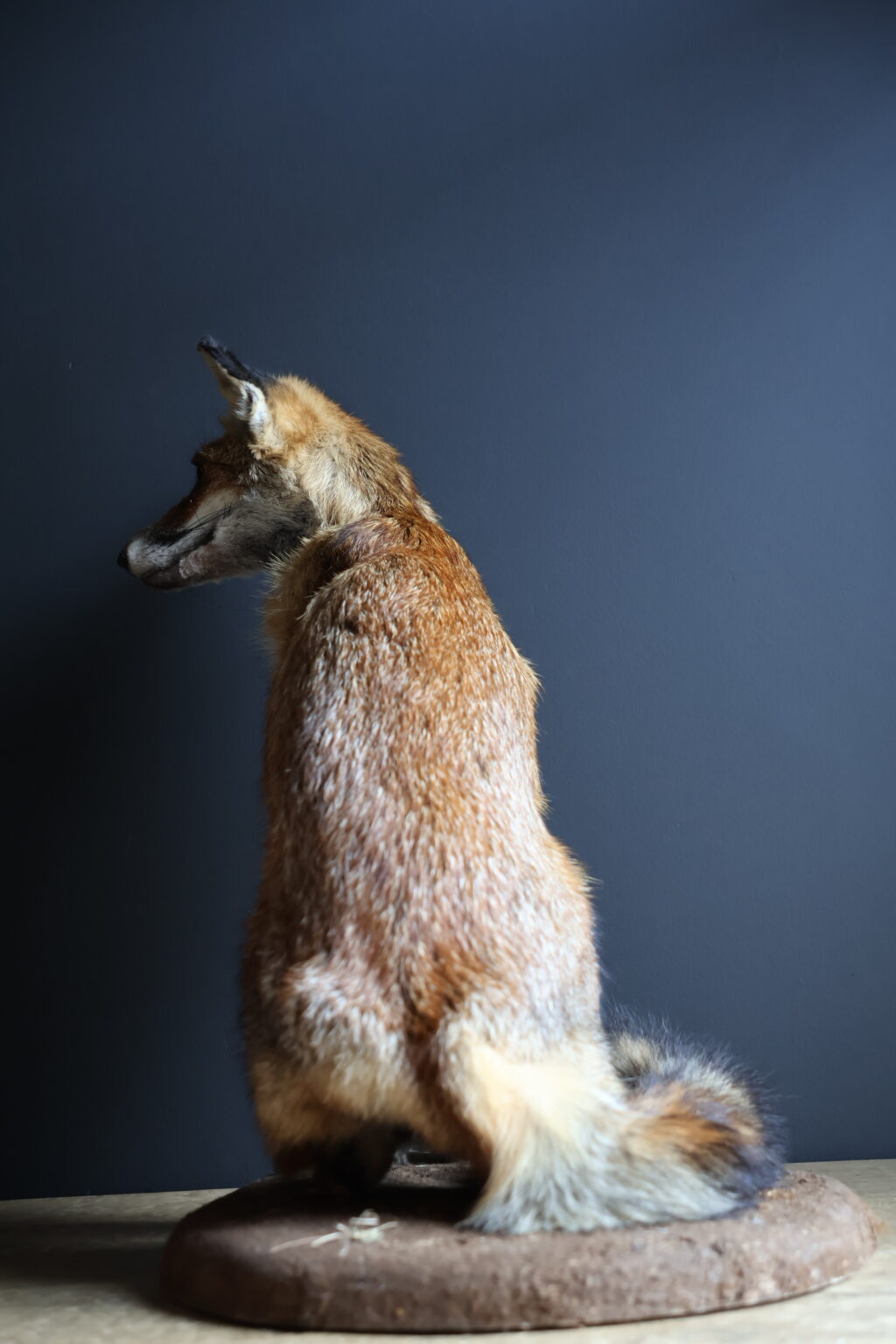 Mounted fox - BEAST Interiors